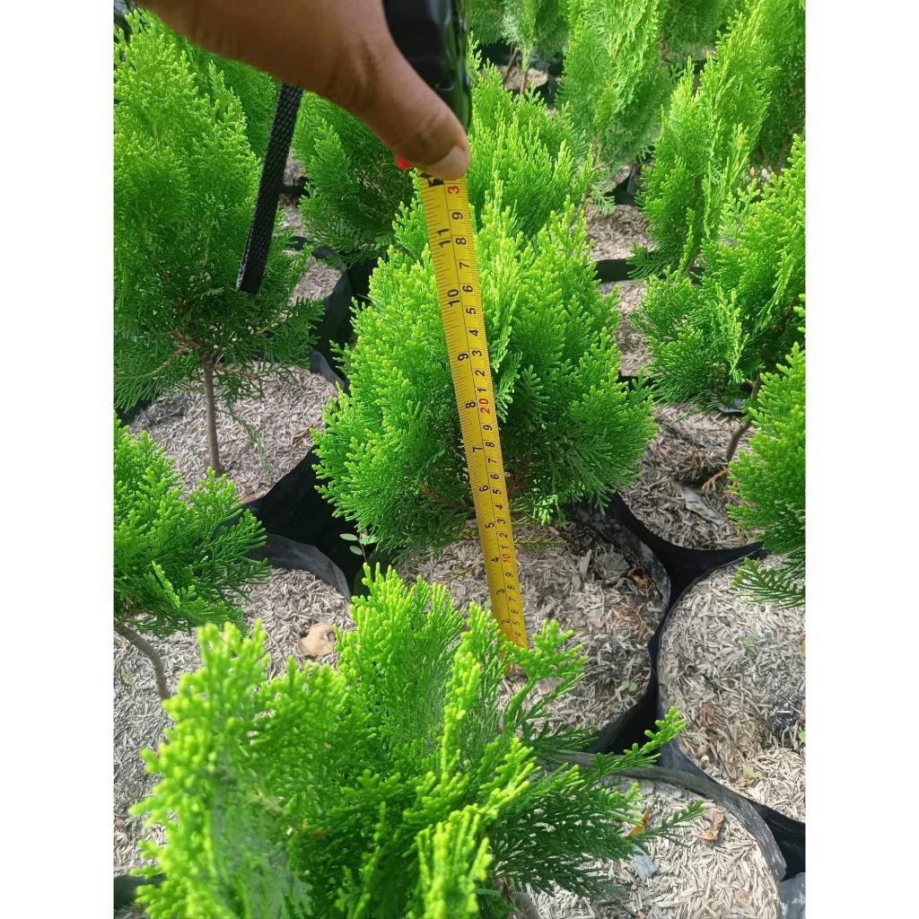 FAN CYPRES LIVE PLANT | Shopee Philippines