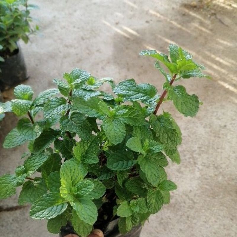 Peppermint Herbs (luzon area) | Shopee Philippines