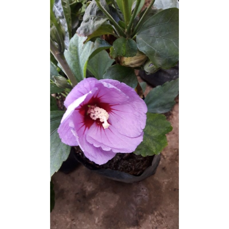 Rose of Sharon Gumamela/Hibiscus | Shopee Philippines