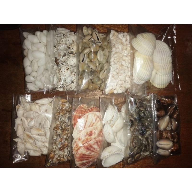 Real Seashell l Assorted Seashells l 1kg | Shopee Philippines