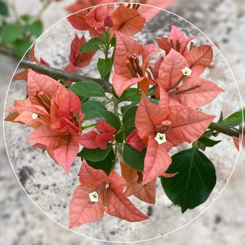 Green Leaf Bougainvillea Stem Cuttings (1 stem, no roots) | Shopee ...