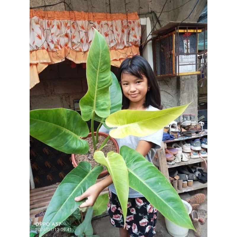 GOLDEN CALKINS PHILODENDRON | Shopee Philippines