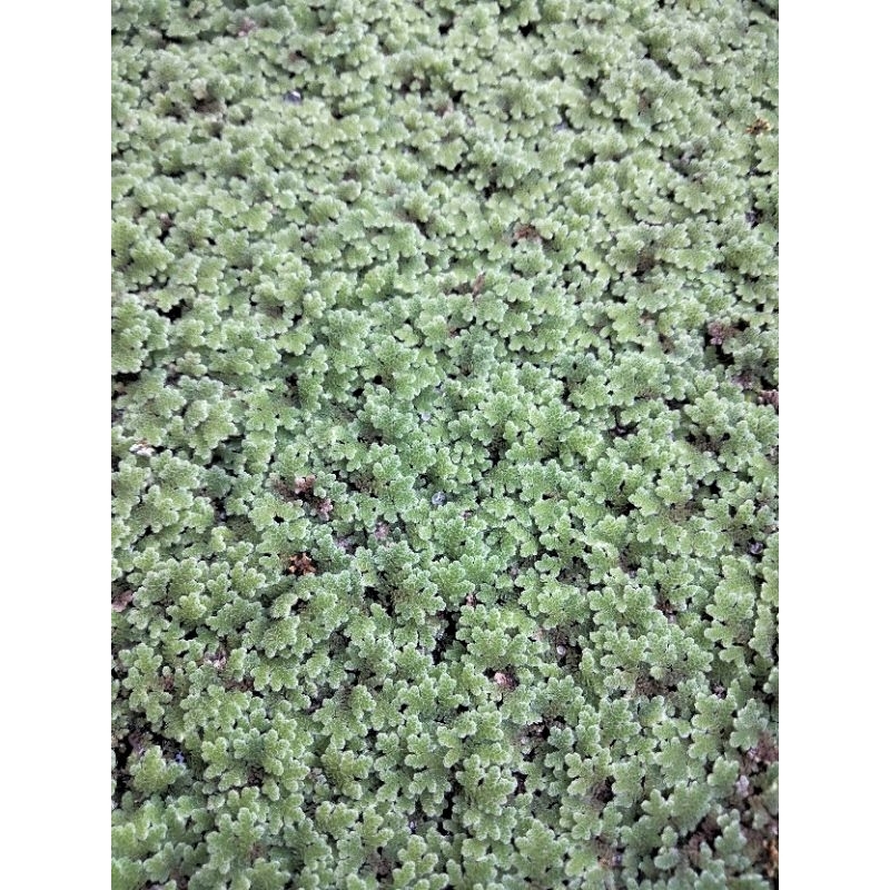 Azolla Floating Plant | Shopee Philippines