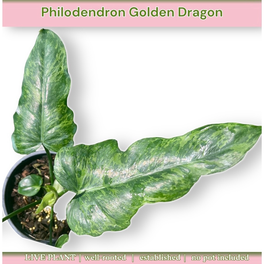 GBO Katrina: Philodendron Golden Dragon Philo | Shopee Philippines
