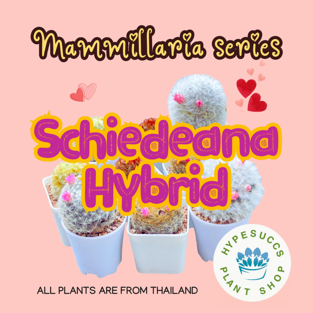 Hypesuccs Cute Mammillaria Schiedeana Cactus Cacti Plant Hybrids Pink ...