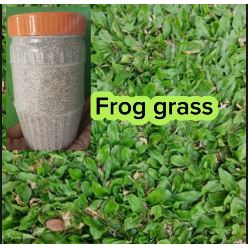 Frog grass seeds (one bottle) | Shopee Philippines