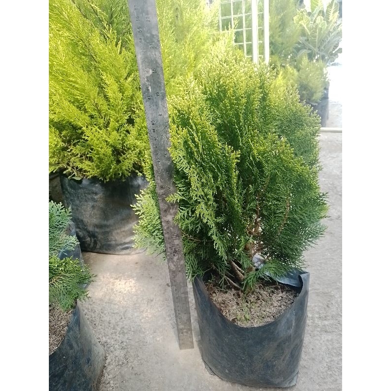 Conifer Fan Cypress tree | Shopee Philippines