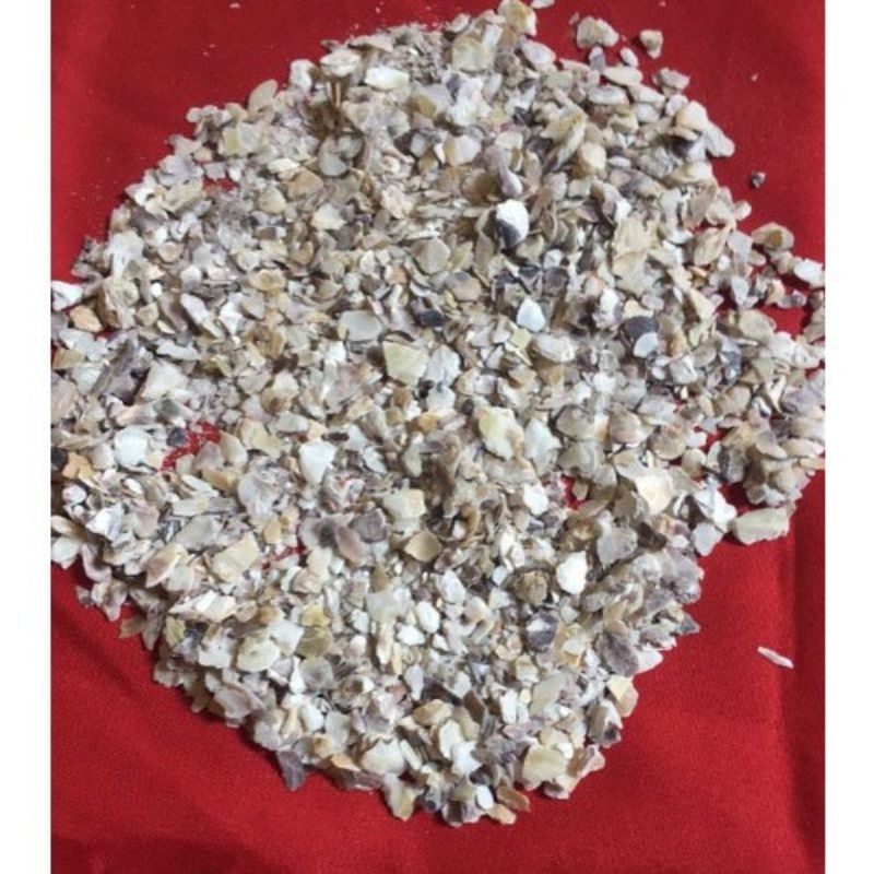 Oyster Shell Grits SHELLSGrit half kilo | Shopee Philippines