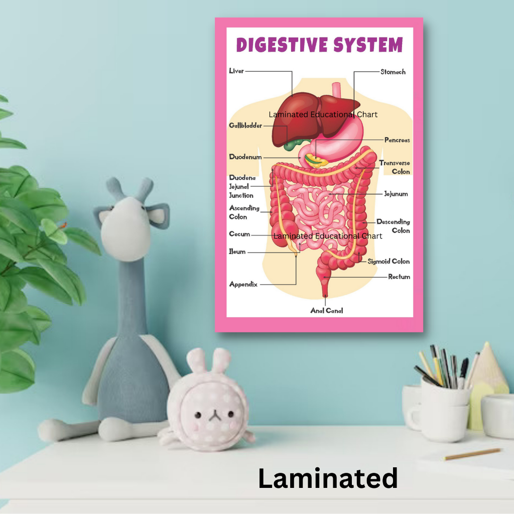 Laminated Nervous System, Respiratory System, Digestive System ...