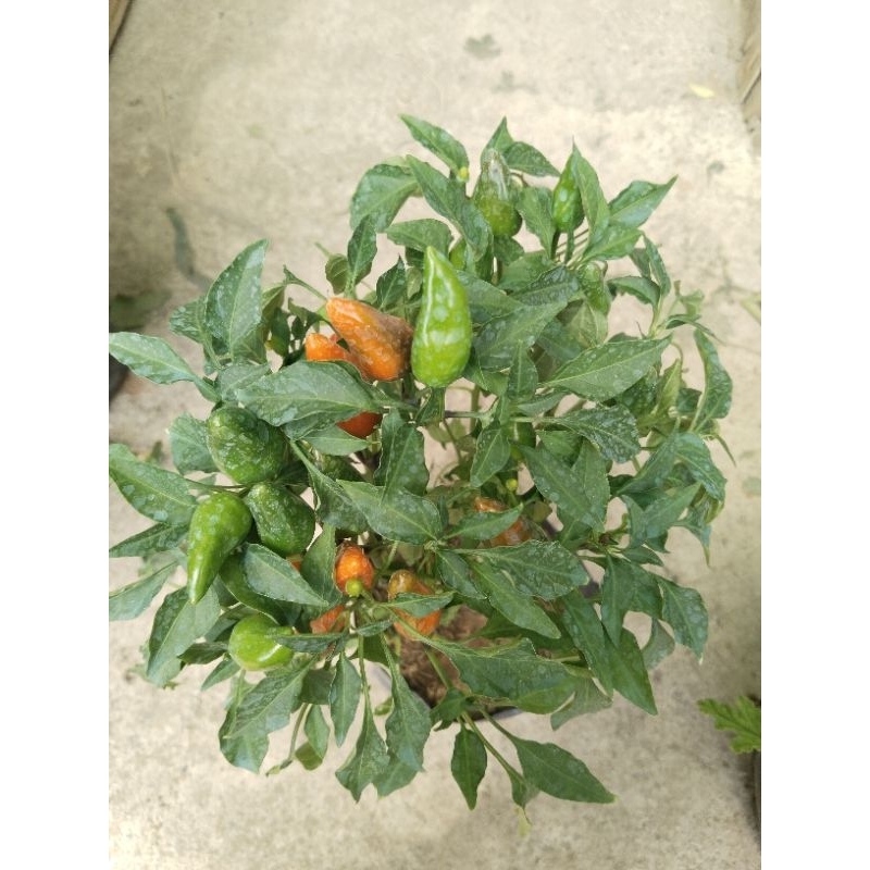 Japanese Sili (garden decor) | Shopee Philippines