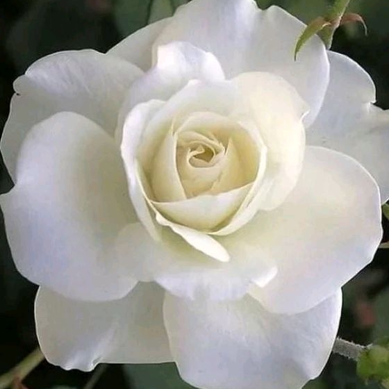 WHITE ROSAL ( SCENTED FLOWER) | Shopee Philippines