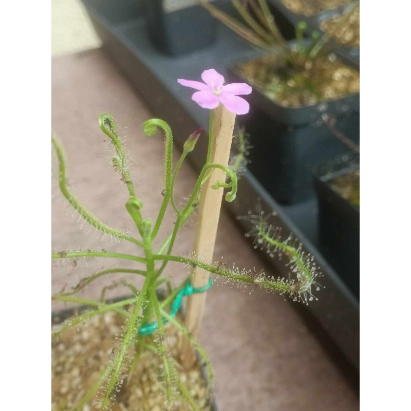 Byblis SEEDS - Rainbow Plant | Shopee Philippines