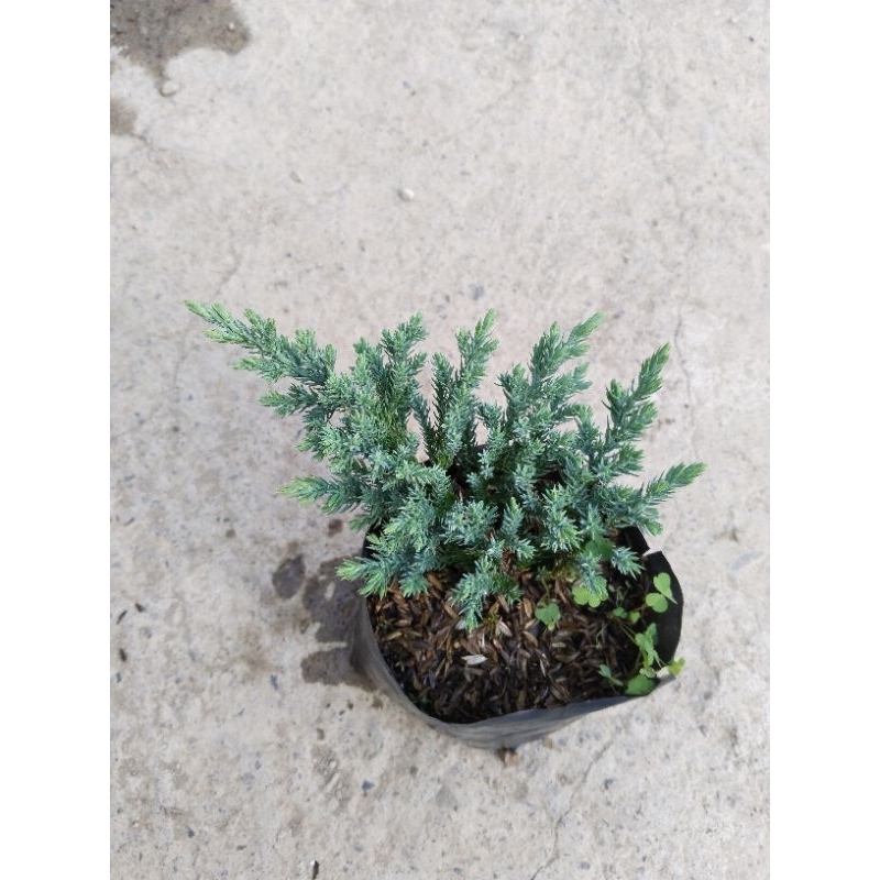 small size creeping juniper tree (garden decor) | Shopee Philippines