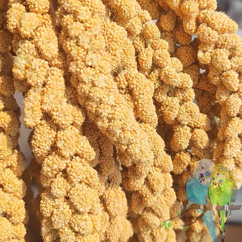 250g African Bird Seeds Premium Love bird food Yellow Spray Millet Bird ...