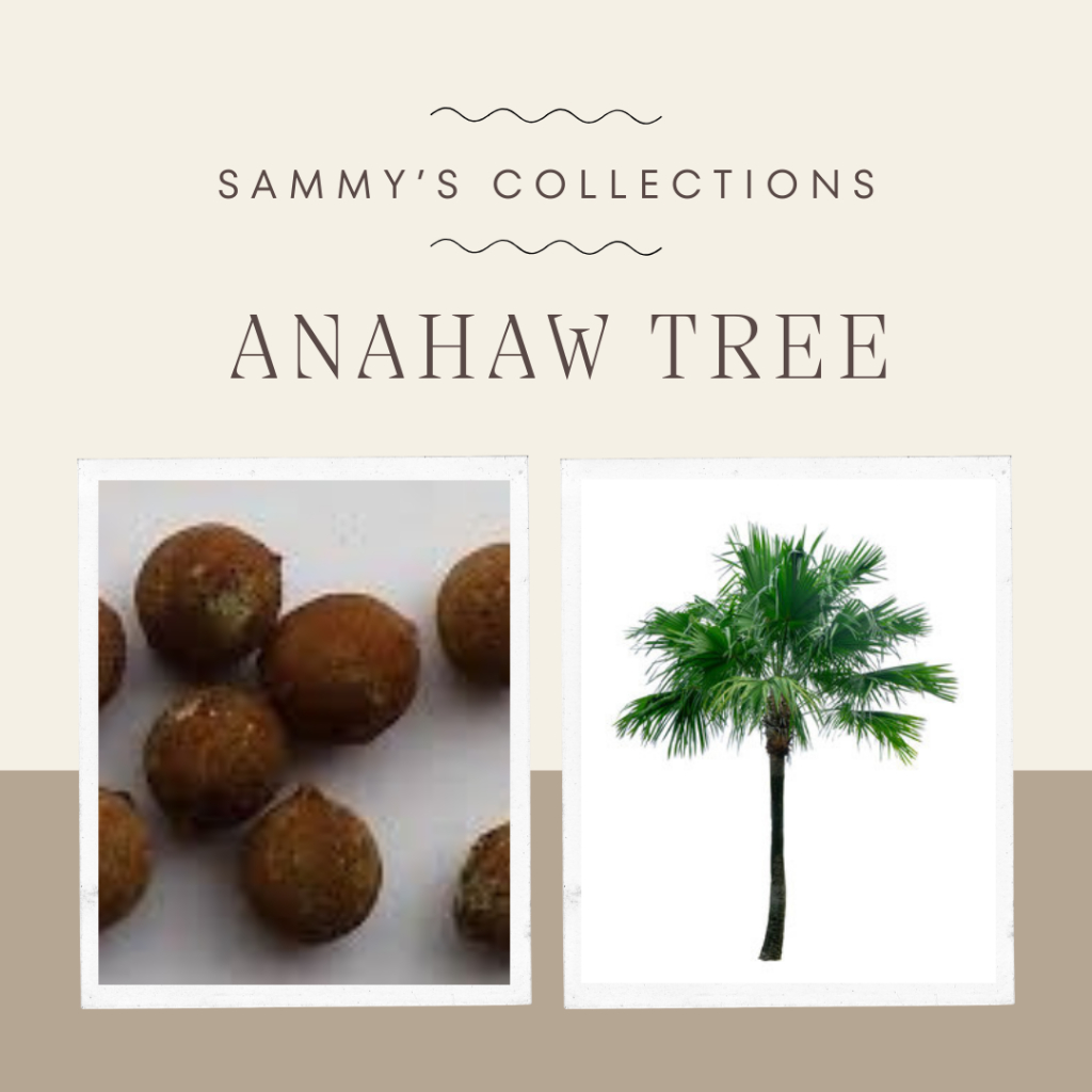 ANAHAW Seeds (5 seeds) for Planting / Gardening | Shopee Philippines