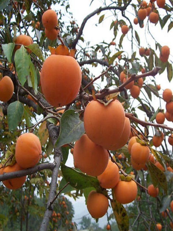 Persimmon tree seeds for large-scale cultivation and cultivation of ...