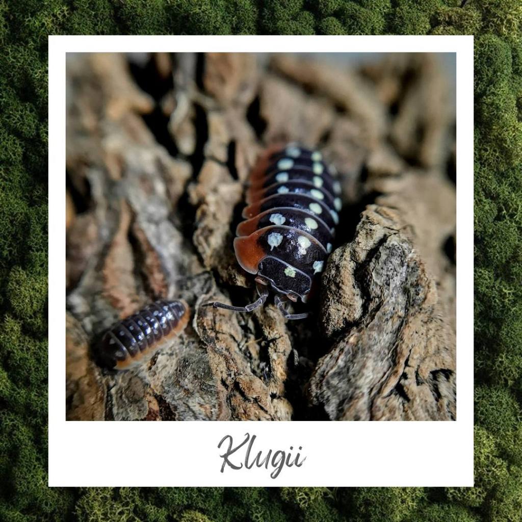 ISOPOD STICKER LABEL — KLUGII | Shopee Philippines