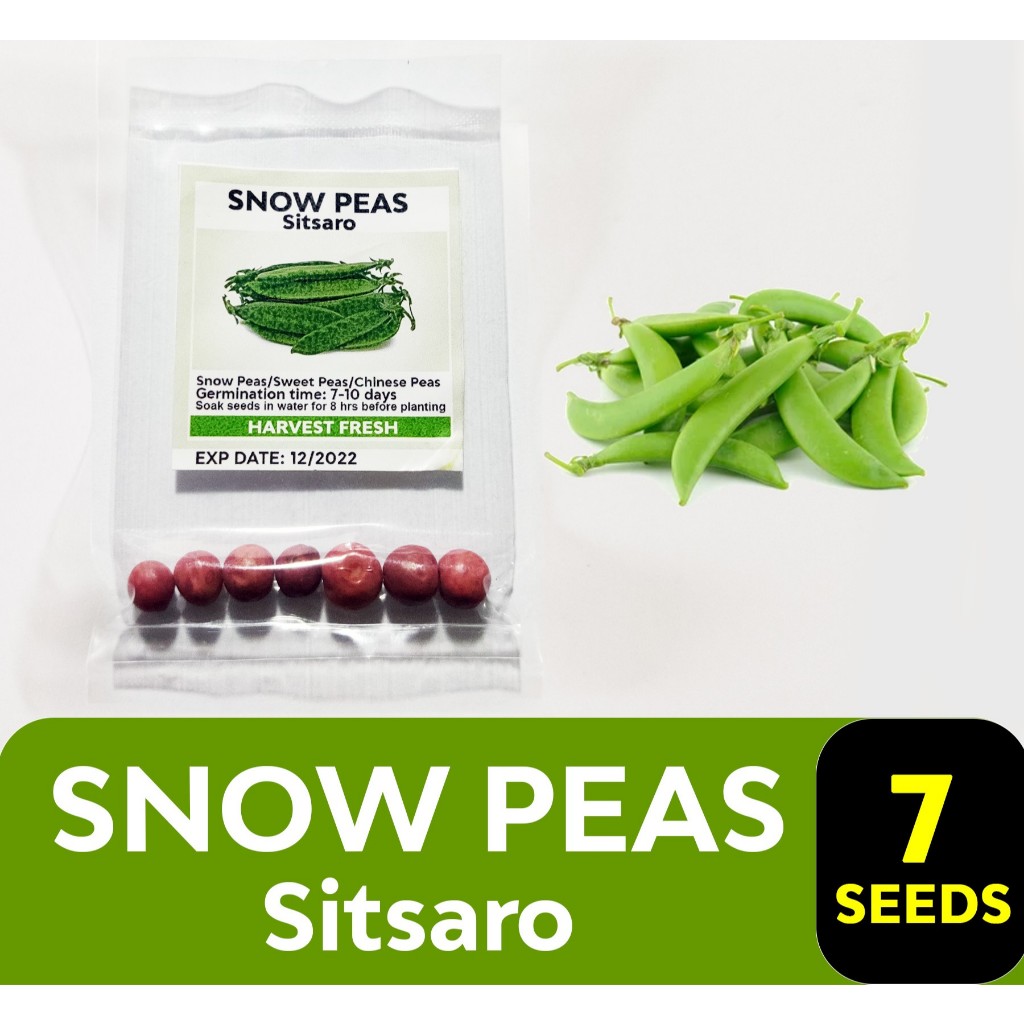 Vegetable Seeds - Kalabasa Okra Ampalaya Sitao Bell Pepper Carrots ...