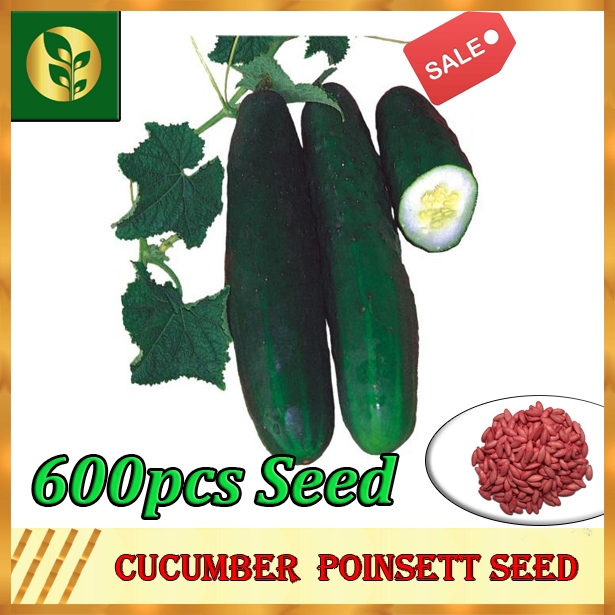 Cucumber Seeds | Cucumber Poinsett Seeds | Vegetable Seeds | Golden ...