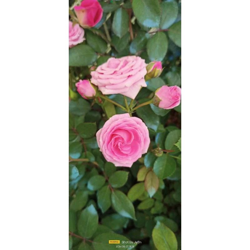 pink rossette (climbing) | Shopee Philippines