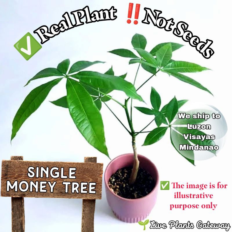 Lucky Charm Fengshui Money Attractor Lucky Single Stem Money tree ...