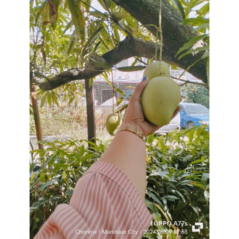 APPLE MANGO GRAFTED PLANTS/ message muna sa akin bago place order ...