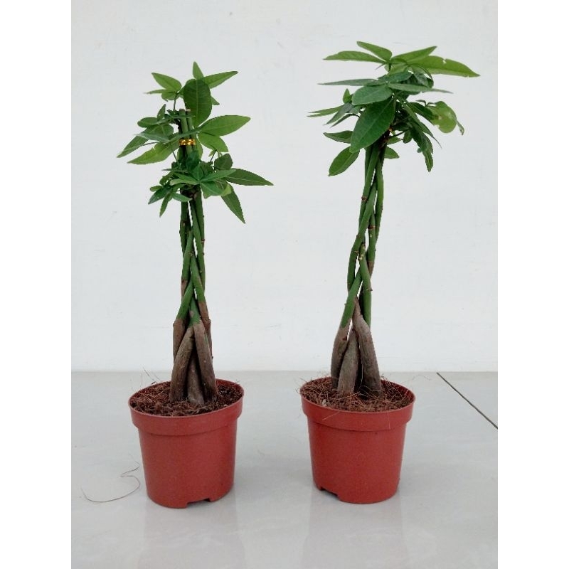 Braided Pachira aquatica bonsai ( Money tree ) / Chestnut / Castanias ...