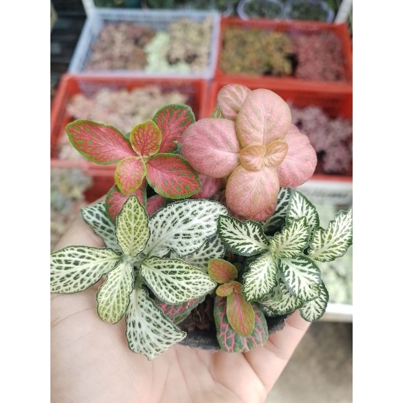 Nerve Plant/Fittonia Assorted in a pot | Shopee Philippines
