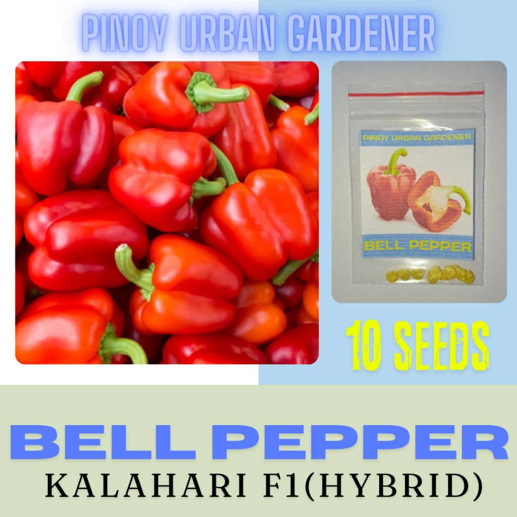HIGH YIELDING HYBRID BELL PEPPER SEEDS | Shopee Philippines