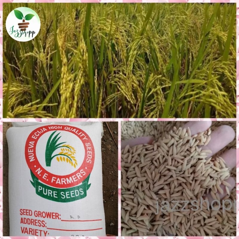 Binhi Palay Seeds/Rice Variety 222 & 436 BINHI Malakas umani Certified Seeds new harvest 1kilo ...