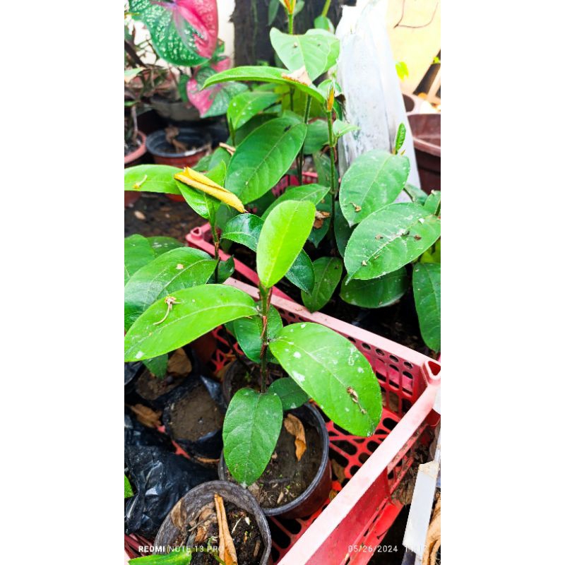Cempedak seedlings stable napo sya nasa 12 inches ang haba niya ...