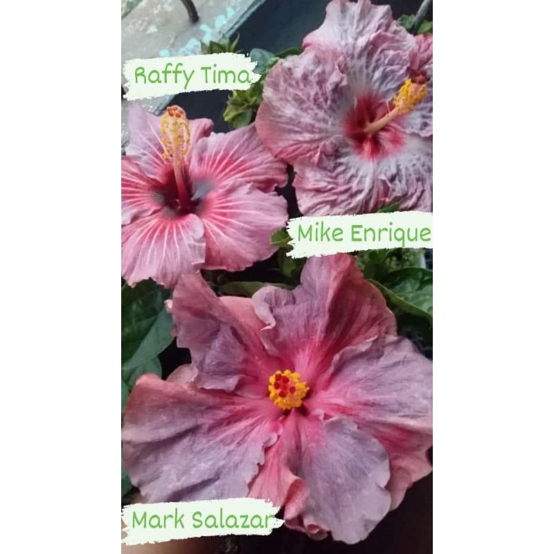 hibiscus gumamela collections | Shopee Philippines