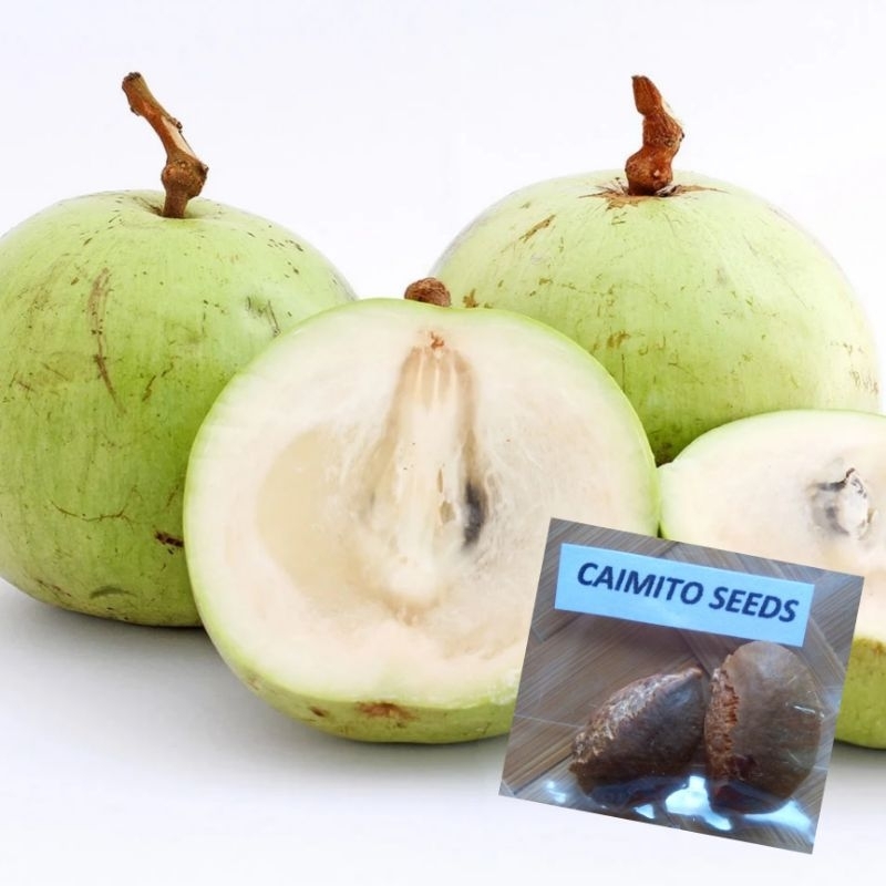 Caimito 2 Seeds Per Pack Starapple Seeds | Shopee Philippines