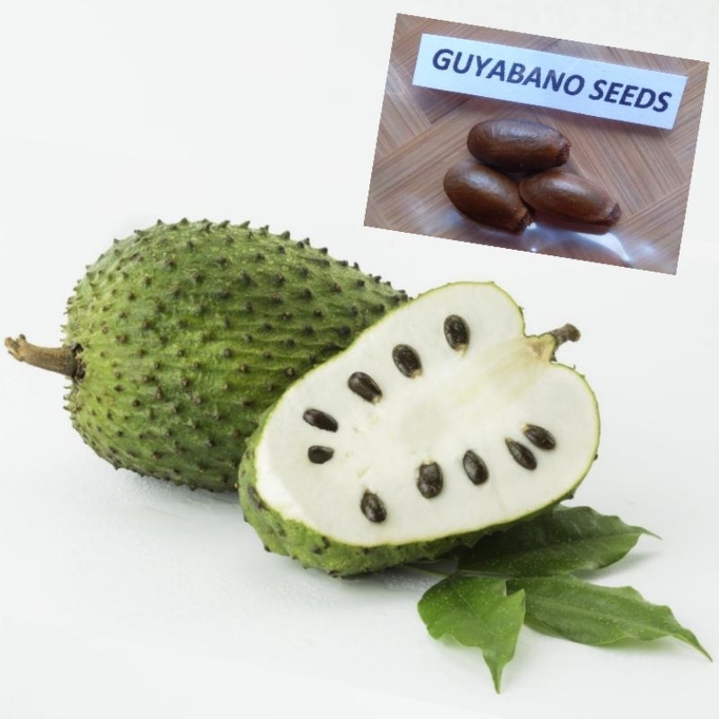 Guyabano 6 Seeds Per Pack Soursop Seeds | Shopee Philippines