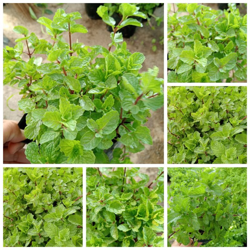 Herbs Peppermint ( Luzon Area Only ) | Shopee Philippines