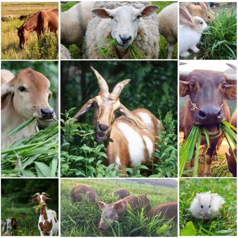 Forage Seeds | Maramais, Mombasa, Indigofera, Mulato, Sorghum, Alfalfa ...