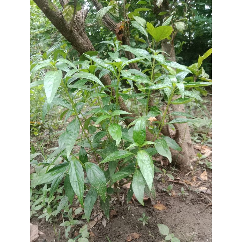 Serpentina Herbal Live Plant/in 1seedling plant more stem and petals ...
