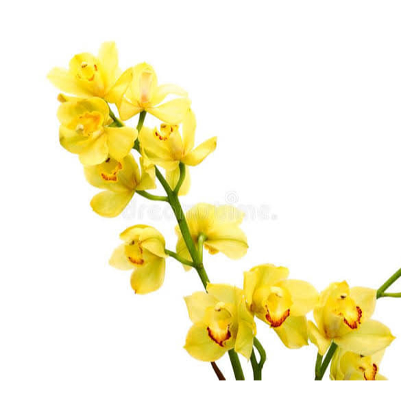 Pale Yellow Orchids with FREE garden soil, plastic pot and marble chip ...