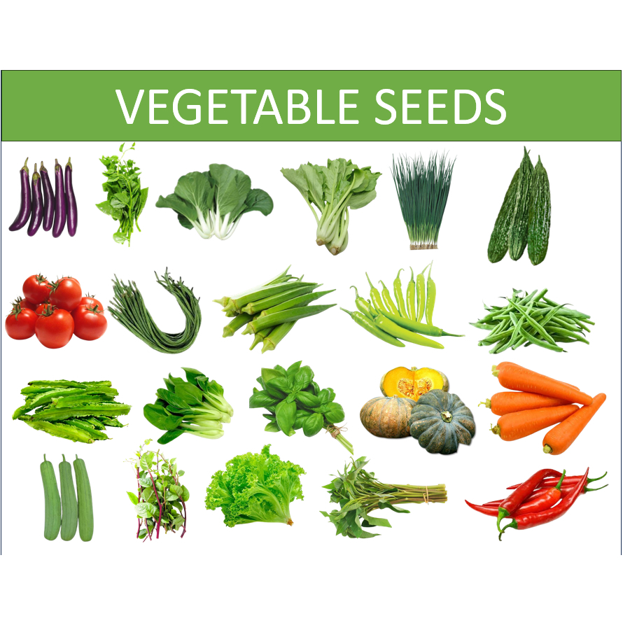 Vegetable seeds Mustasa,Pechay,Patola,Radish,Kangkong,Lettuce,Sitaw ...