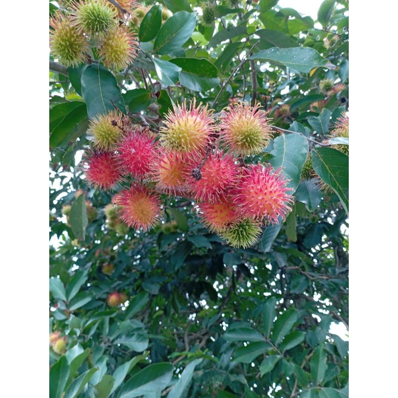 rambutan supsupin fruit freshly picked before shipment 1 kg per order ...