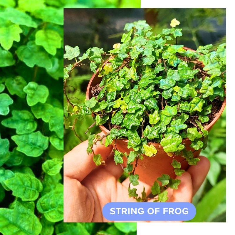 String of Frog Small -Garden Decoration( Collectors Collection ...