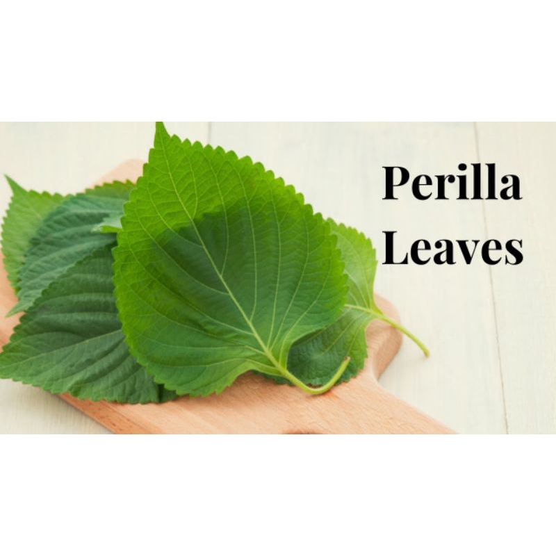 Korean Perilla Leaves Seeds | Shopee Philippines