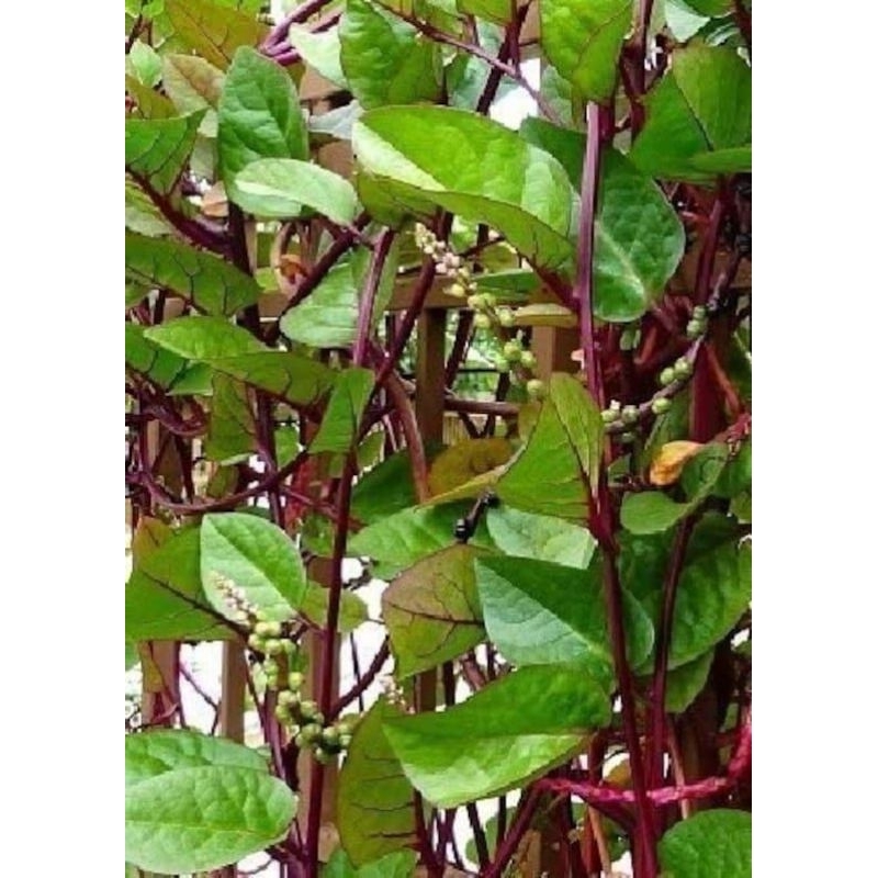 Red Alugbati seeds for planting/Malabar Spinach Seeds(25seeds/pack ...