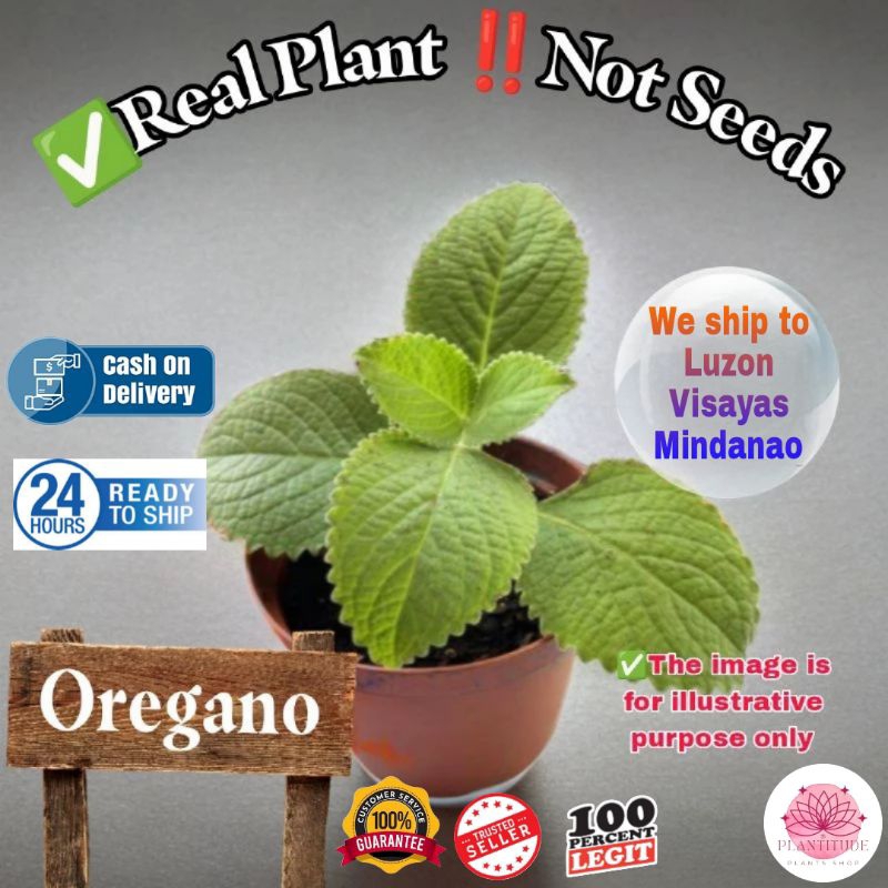 Oregano Live Plants Seedling | Shopee Philippines