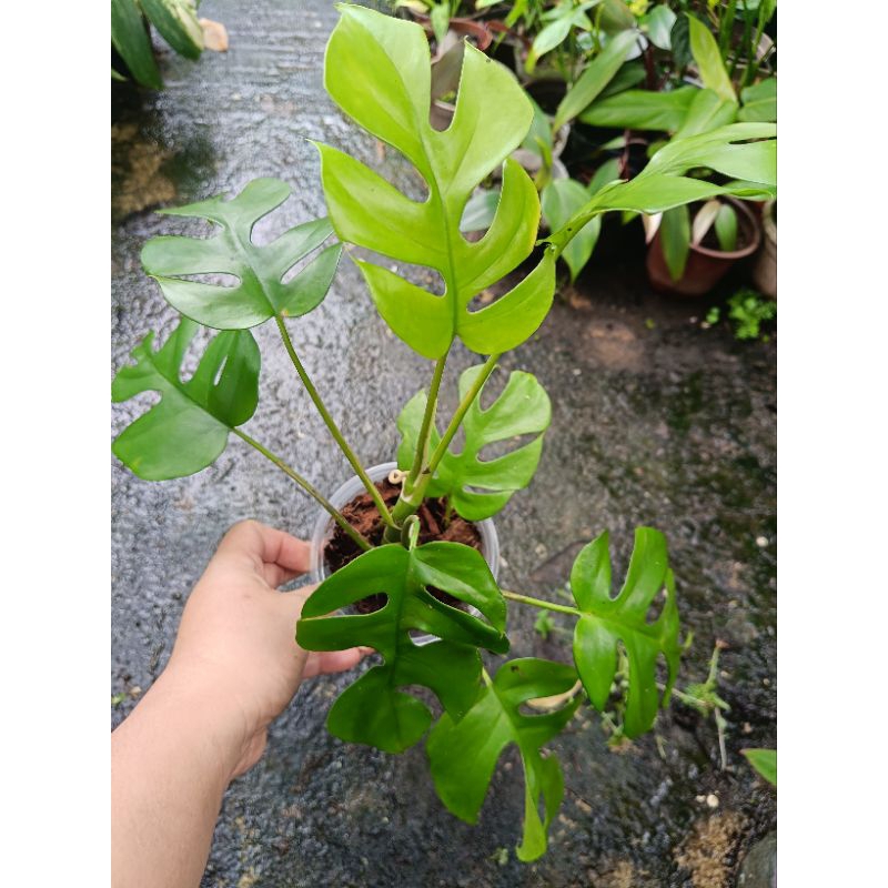 Monstera rhaphidophora tetrasperma | Shopee Philippines