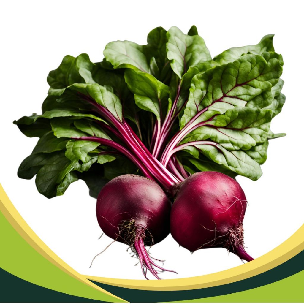 Benguet beetroot Sugarbeets Natural Juice Ingredient 1kg | Shopee ...