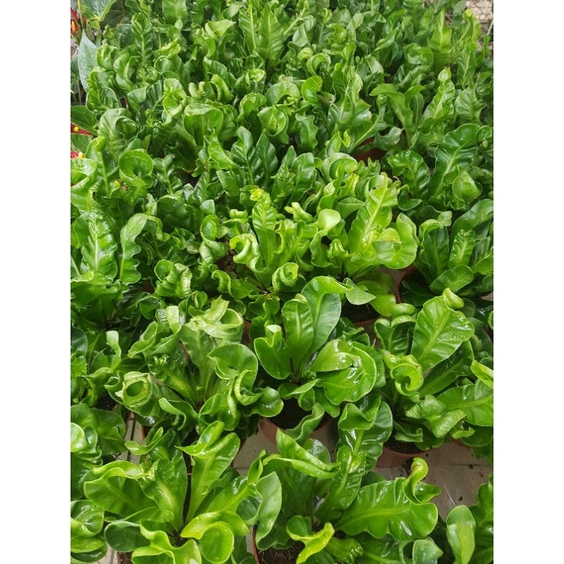 curly cobra fern | Shopee Philippines