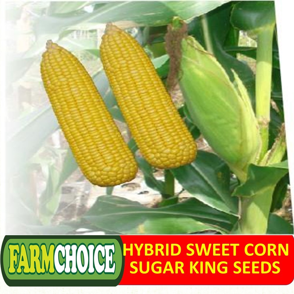 HYBRID SWEET CORN SUGAR KING (30 seeds) | Shopee Philippines