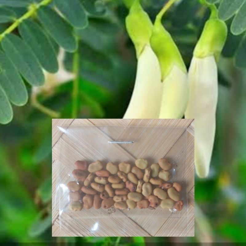 Katuray Katuday Seeds Per Pack | Shopee Philippines