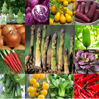 Organic Heirloom Seeds Combo Packs , Premium Vegetable Seeds for Home ...